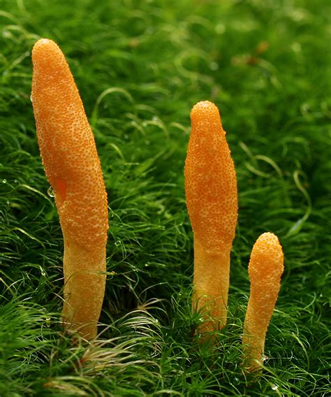 Cordyceps — Wikipédia