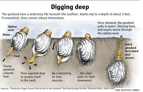 The Deep Dive On Geoducks Southeast Alaska Tribal Ocean Research
