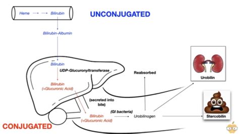 Gastrointestinal Flashcards Quizlet