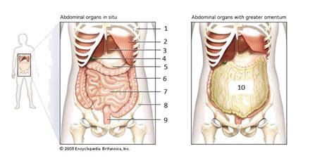 Biol 20 Abdominal Organs Diagram Quizlet