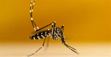 এডিস মশা চেনার উপায় কামড়ায় কখন