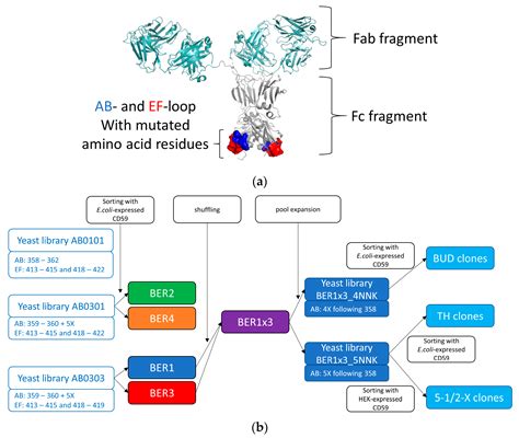 Bispecific Mab2 Antibodies Targeting Cd59 Enhance The Complement Dependent Cytotoxicity Mediated