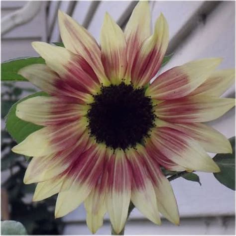 Ruby Eclipse Sunflower Seeds Helianthus Annuus Seed Needs Llc