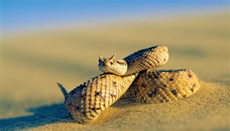 Sonoran Sidewinder Facts And Pictures