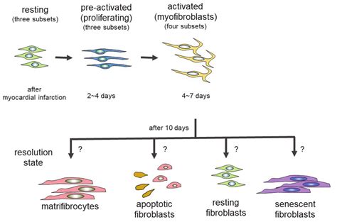 Cells Free Full Text Cardiac Fibrosis And Fibroblasts