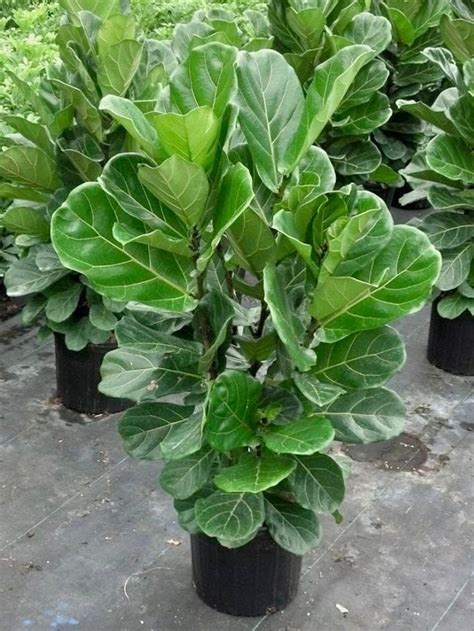 Ficus Lyrata Bush 4 Feet Overall Height 10 Grower Pot Included Trendy