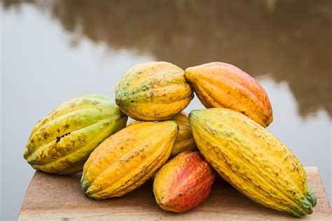 Premium Photo A Big Bunch Of Colorful Cocoa Pods Criollo Forastero