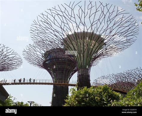 Tourists On An Elevated Skywalk Amidst A Grove Of Supertrees In The