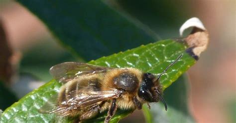 Urban Wildlife Jottings Solitary Bees