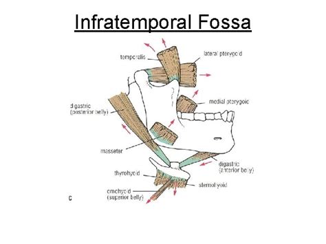 Infratemporal Fossa Boundaries Of Infratemporal Fossa Temporomandibular