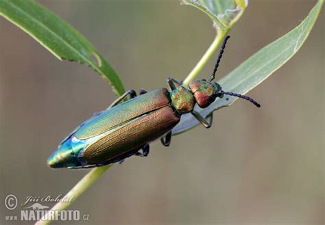 Spanish fly Photos, Spanish fly Images, Nature Wildlife Pictures ...
