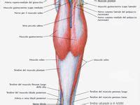 33 Idee Su Anatomia Anatomia Muscolare Riflessologia Corpo Umano