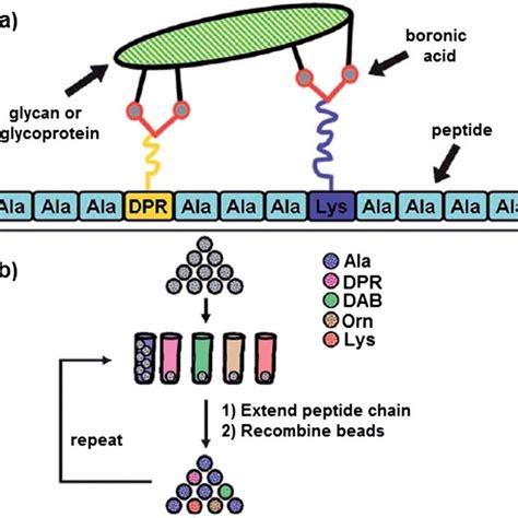 Characteristics Of Lectin Glycan Interaction And Antigen Antibody