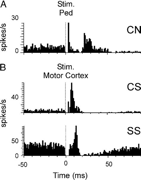 Fast Cerebellar Nuclei Responses Evoked By Electrical Stimulation In Download Scientific