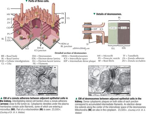 The Cell Basicmedical Key