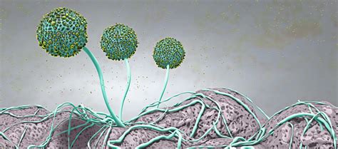 성장 곰팡이 또는 곰팡이 곰팡이와 포자의 현미경 이미지 3d 그림 독성 물질에 대한 스톡 사진 및 기타 이미지 독성 물질 바람 세포 Istock