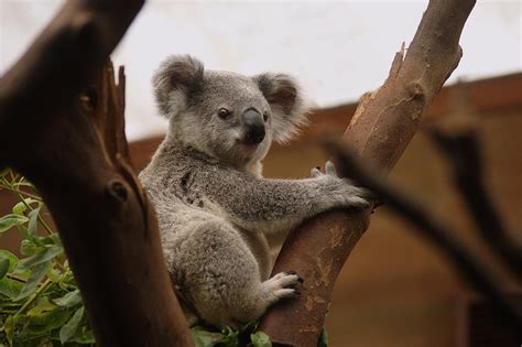 200 000 Eucalyptus Pictures And Images In Hi Res Pixabay