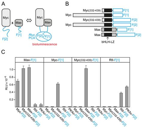In Vivo Quantification And Perturbation Of Myc Max Interactions And The Impact On Oncogenic