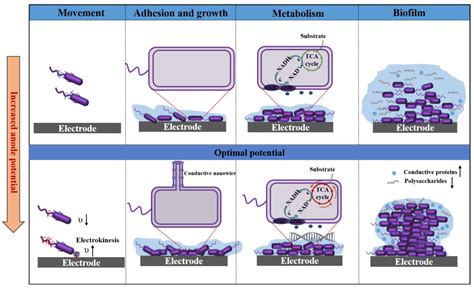 The Role Of Anode Potential In Electromicrobiology