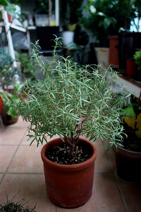 로즈마리 키우는법 외목대 물주기 가지치기 네이버 블로그