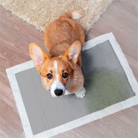 Lot De 10 Tapis De Propreté Chien Charbon 60cm Blanc
