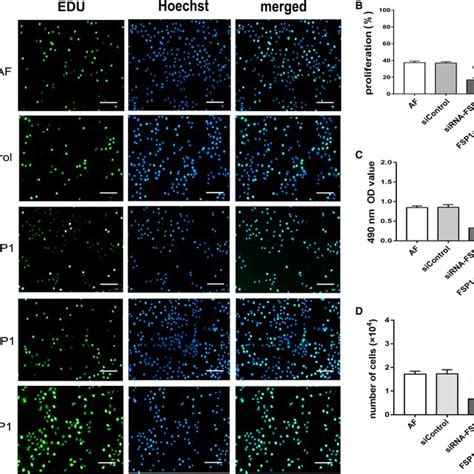 Fsp1 Promotes Af Cell Proliferation After 48 H Stimulation With Download Scientific Diagram