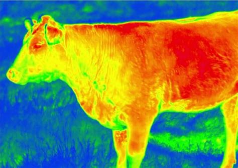 Data Driven Technology Is Advancing Beef Production In Alberta Genome Alberta