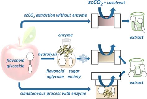 Enzyme‐assisted Supercritical Fluid Extraction Of Flavonoids From Apple