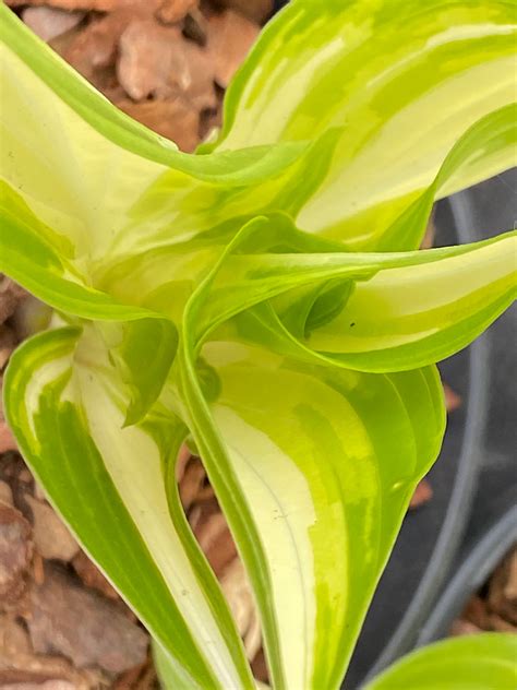 Hosta ‘kiwi Spearmint Moore And Moore Plants