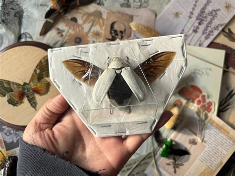 Spread Open Wing Lepidiota Stigma White Melolonthidae Beetles Lepidiota Stigma For All Your