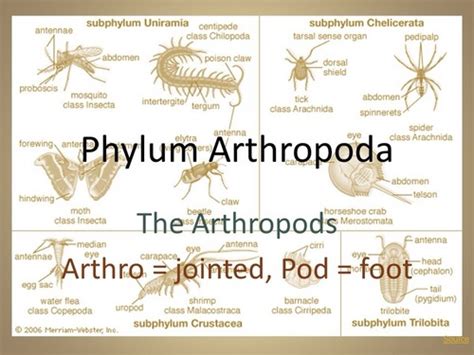Phylum Arthropoda Classes