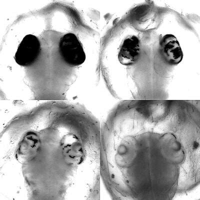 Scientists Optimise Genome Editing Procedures