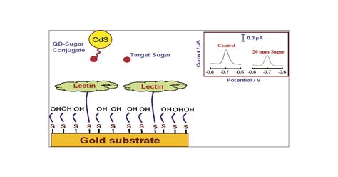 Nanoparticle Based Sensing Of Glycan−lectin Interactions Journal Of The American Chemical Society