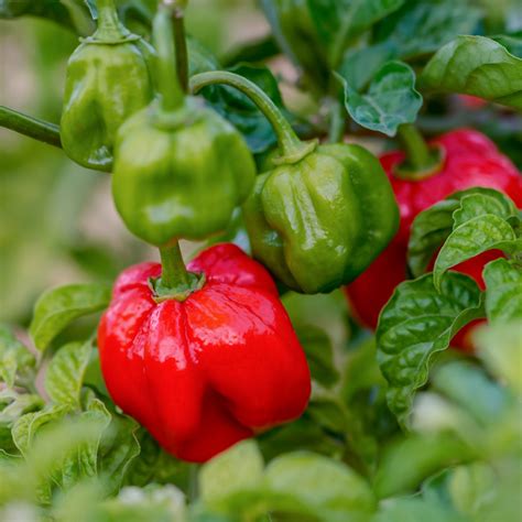 Red Savina Habanero Pepper Seeds Pepper Joes