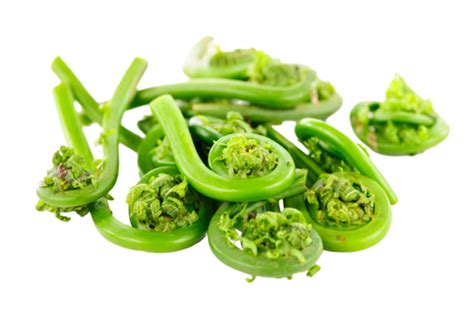 Fiddlehead Gambar Png File Vektor Dan Psd Unduh Gratis Di Pngtree