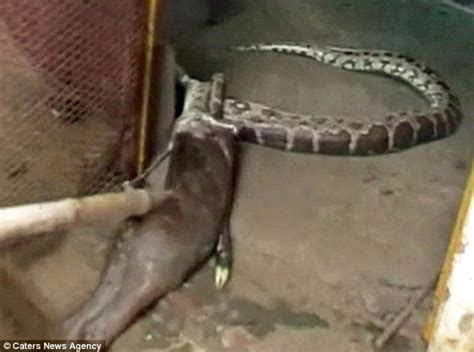Gruesome Moment Python Regurgitates An Entire ANTELOPE In Front Of Villagers Daily Mail Online