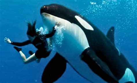 Whale Attacked