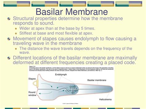 Basilar Membrane Function Example At Ada Michalski Blog