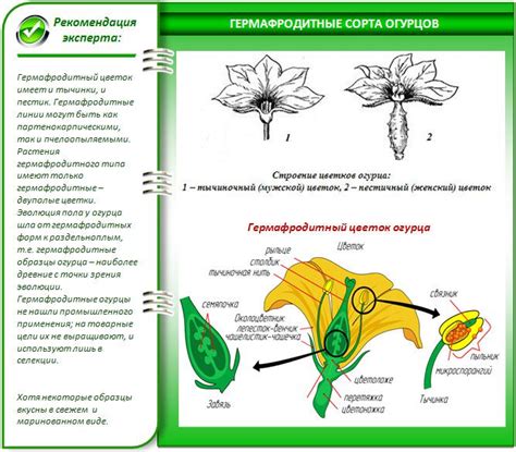 Семена огурцов — лучшие самоопыляемые, пучковые, длительного плодоношения
