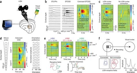 geniculate afferents making monosynaptic connections with a cortical
