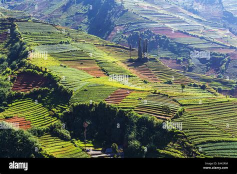 Field In Java Stock Photo Alamy