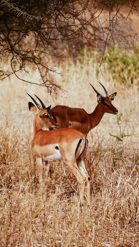 A Couple Of Antelope Standing Next To Each Other On A Dry Grass Field Photo Free Tanzania
