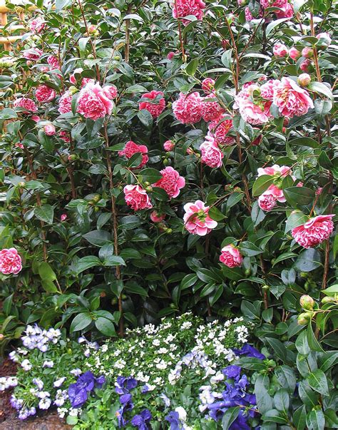 Why Volunteer® Is Set To Be The Top Selling Camellia In The World