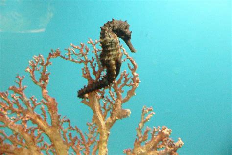 Top Ten Facts About Seahorses