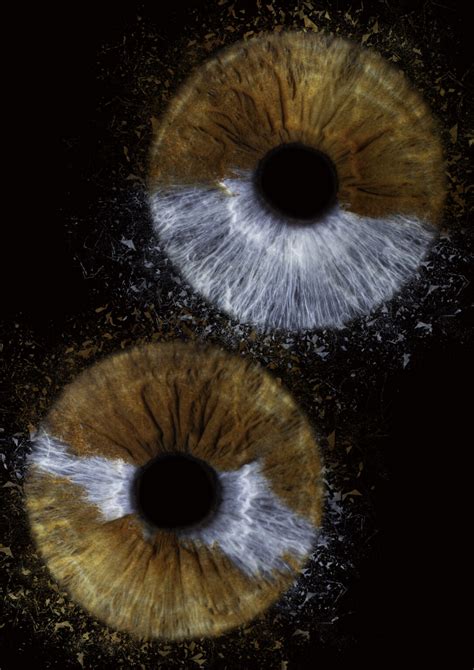 Iris Photo Ирисова фотография