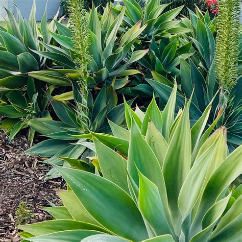 Foxtail Agave One Garden