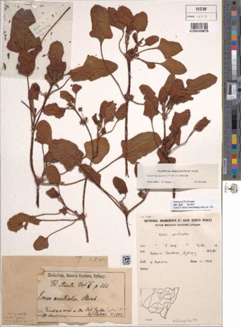 Spiny Emex Doublegee Double Gee Double Gee Three Corner Jack Three Cornered Jack Goats