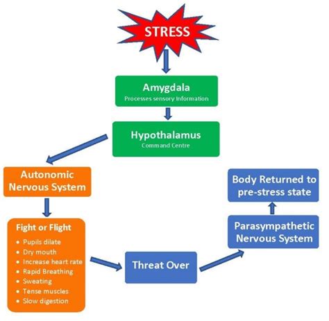 Harness Suspension Stress Physiological And Safety Assessment At Jennifer Lyman Blog