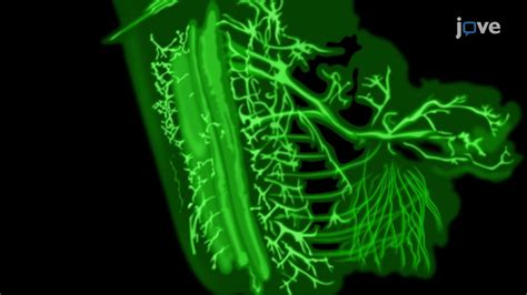 Visualizing Motor Neuron Projections And Axon Branching Using Light