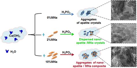 Schematic Illustration Of The Microstructure Of Powders Prepared With